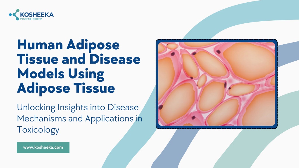Ppt Human Adipose Tissue And Disease Models Using Adipose Tissue